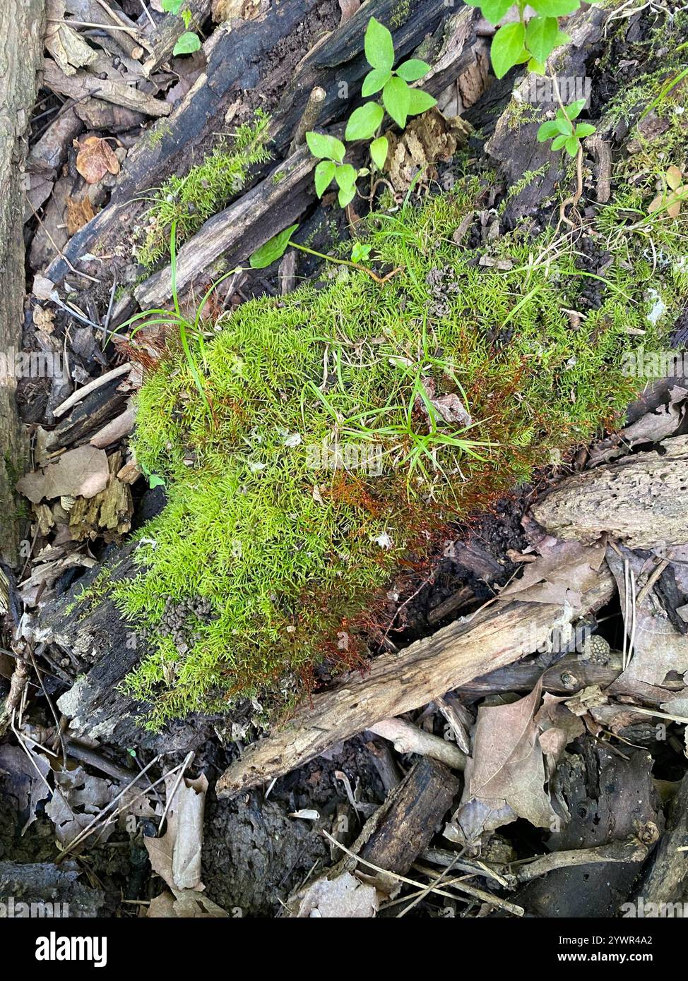 brocade moss (Callicladium imponens Stock Photo - Alamy