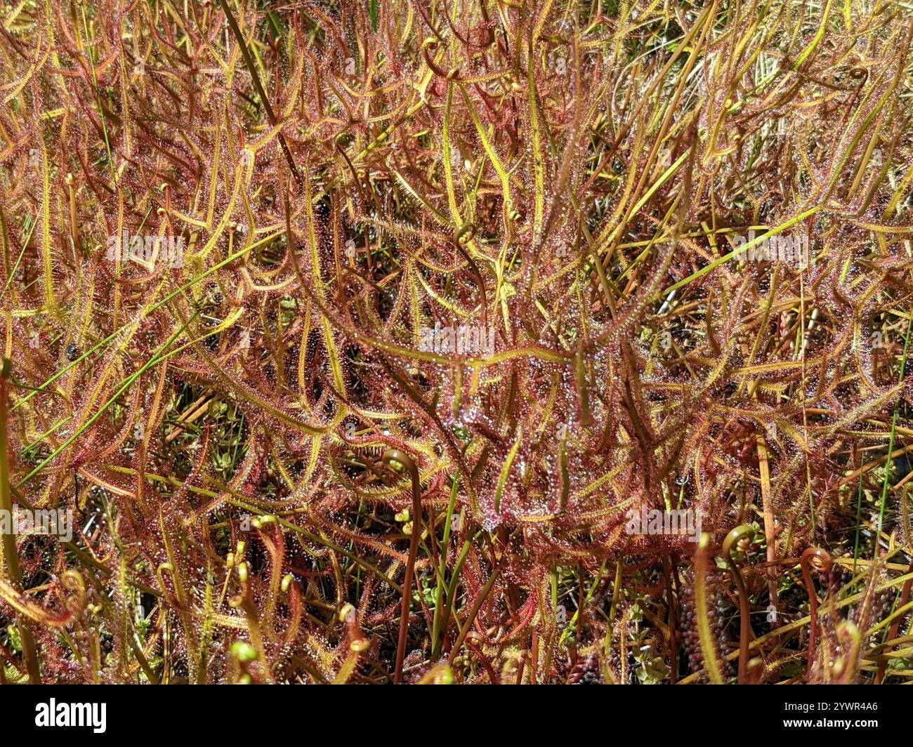 Fork-leaved Sundew (Drosera binata Stock Photo - Alamy