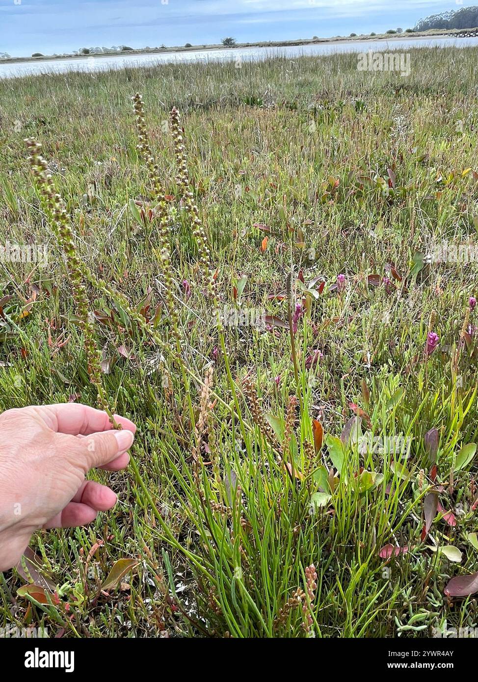 common arrowgrass (Triglochin maritima Stock Photo - Alamy