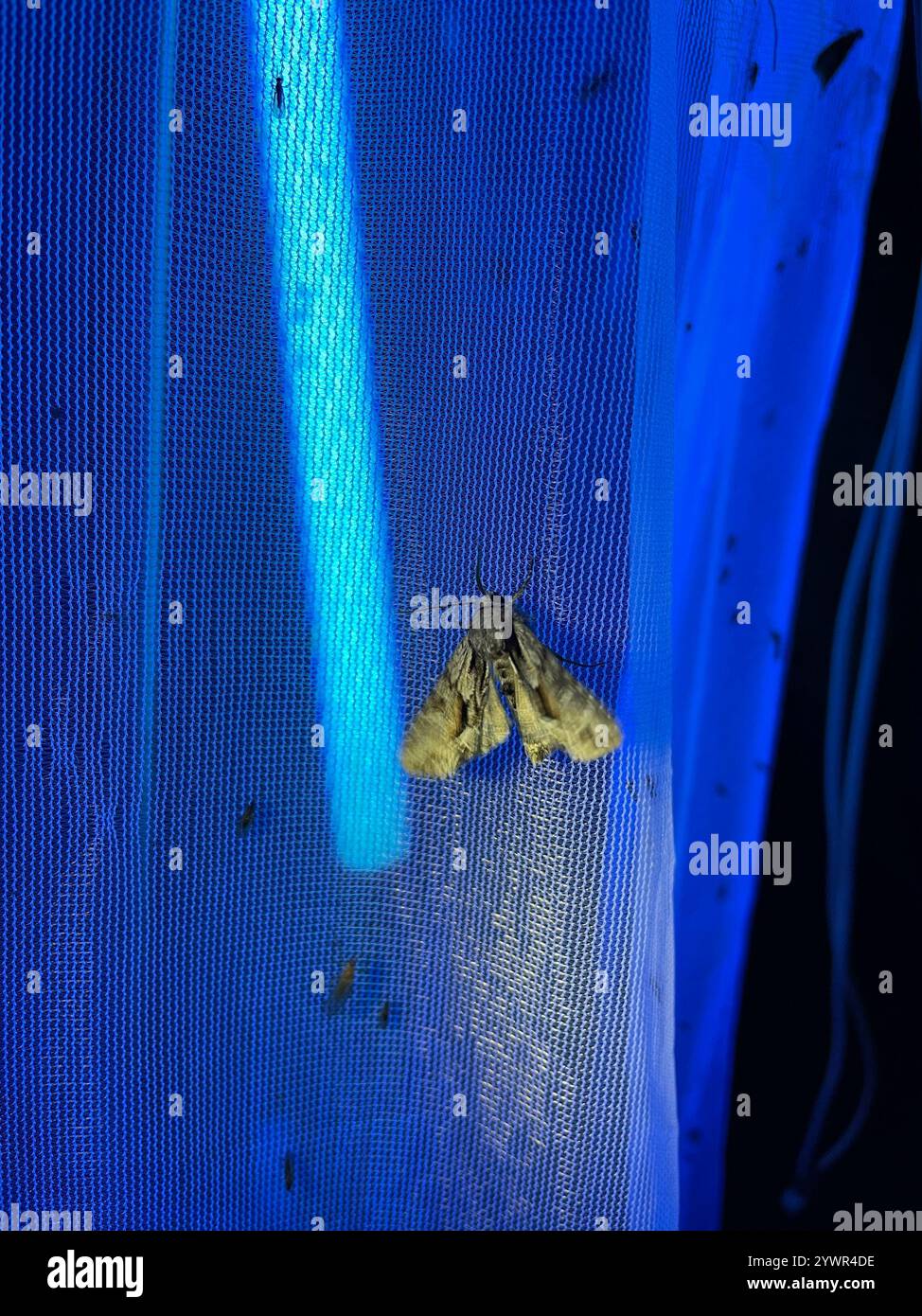 Common Hyppa Moth (Hyppa xylinoides Stock Photo - Alamy