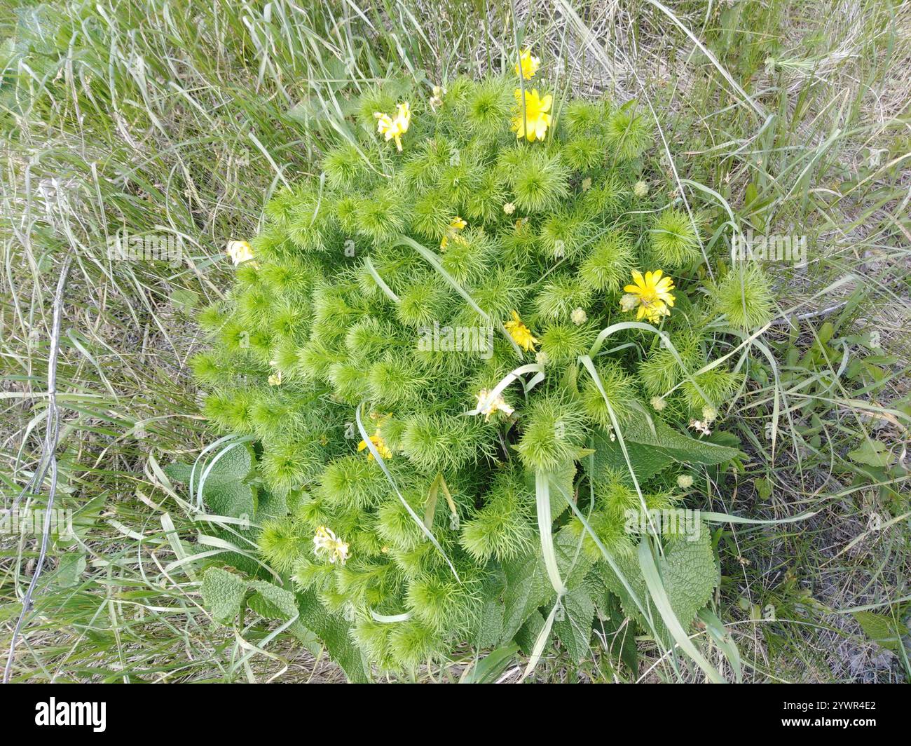 Spring Adonis (Adonis vernalis Stock Photo - Alamy