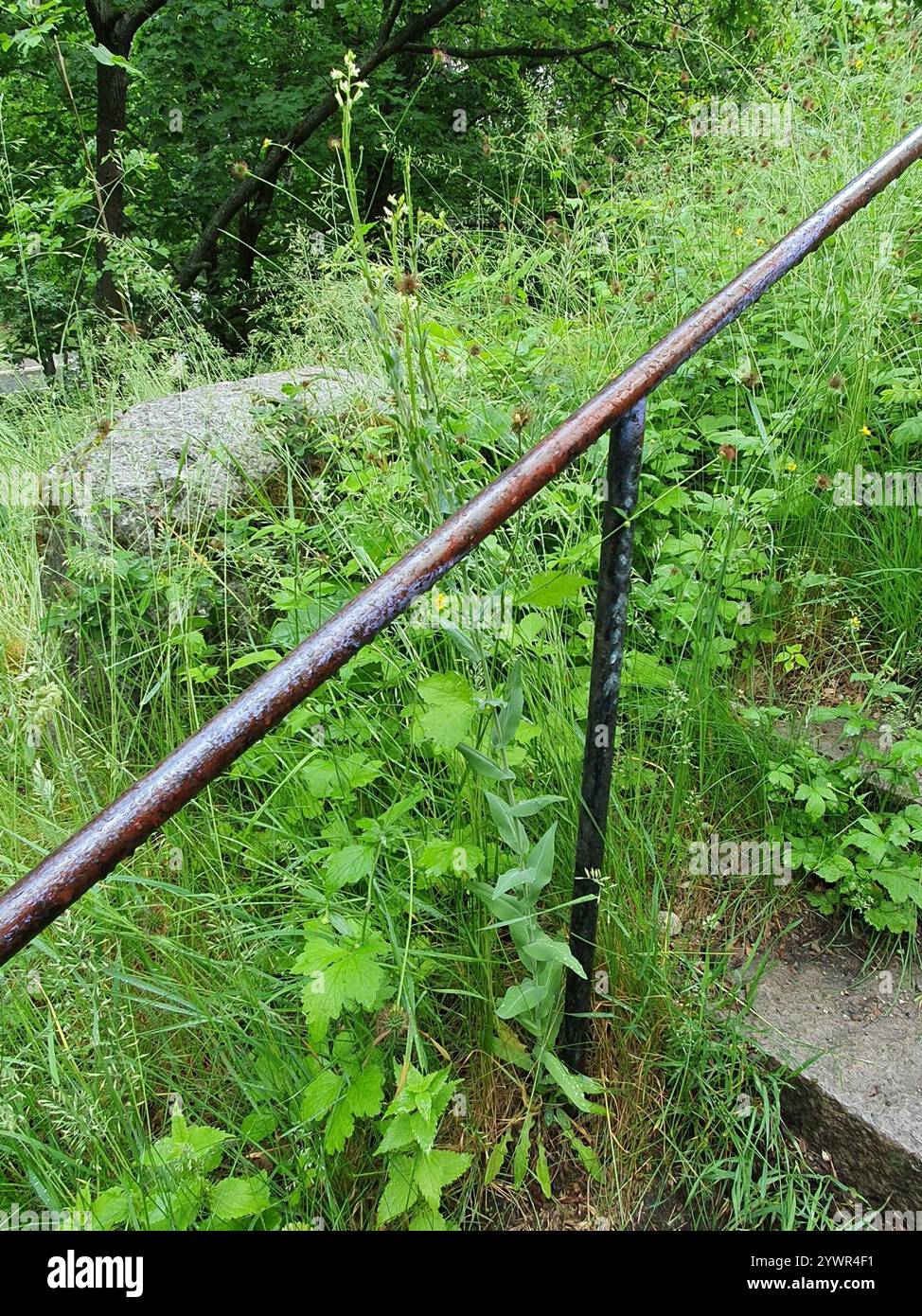 Tower Mustard (Turritis glabra Stock Photo - Alamy