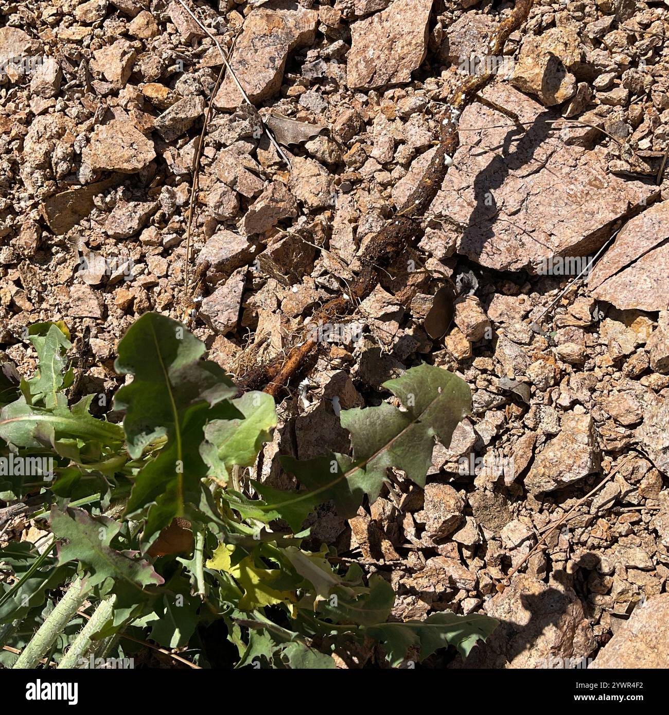 Rush Skeletonweed (Chondrilla juncea Stock Photo - Alamy