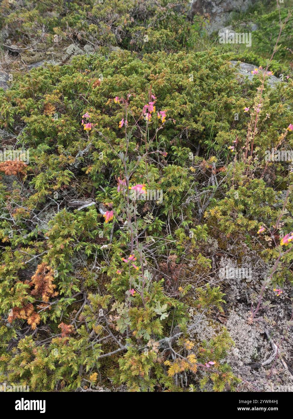 rock harlequin (Capnoides sempervirens Stock Photo - Alamy