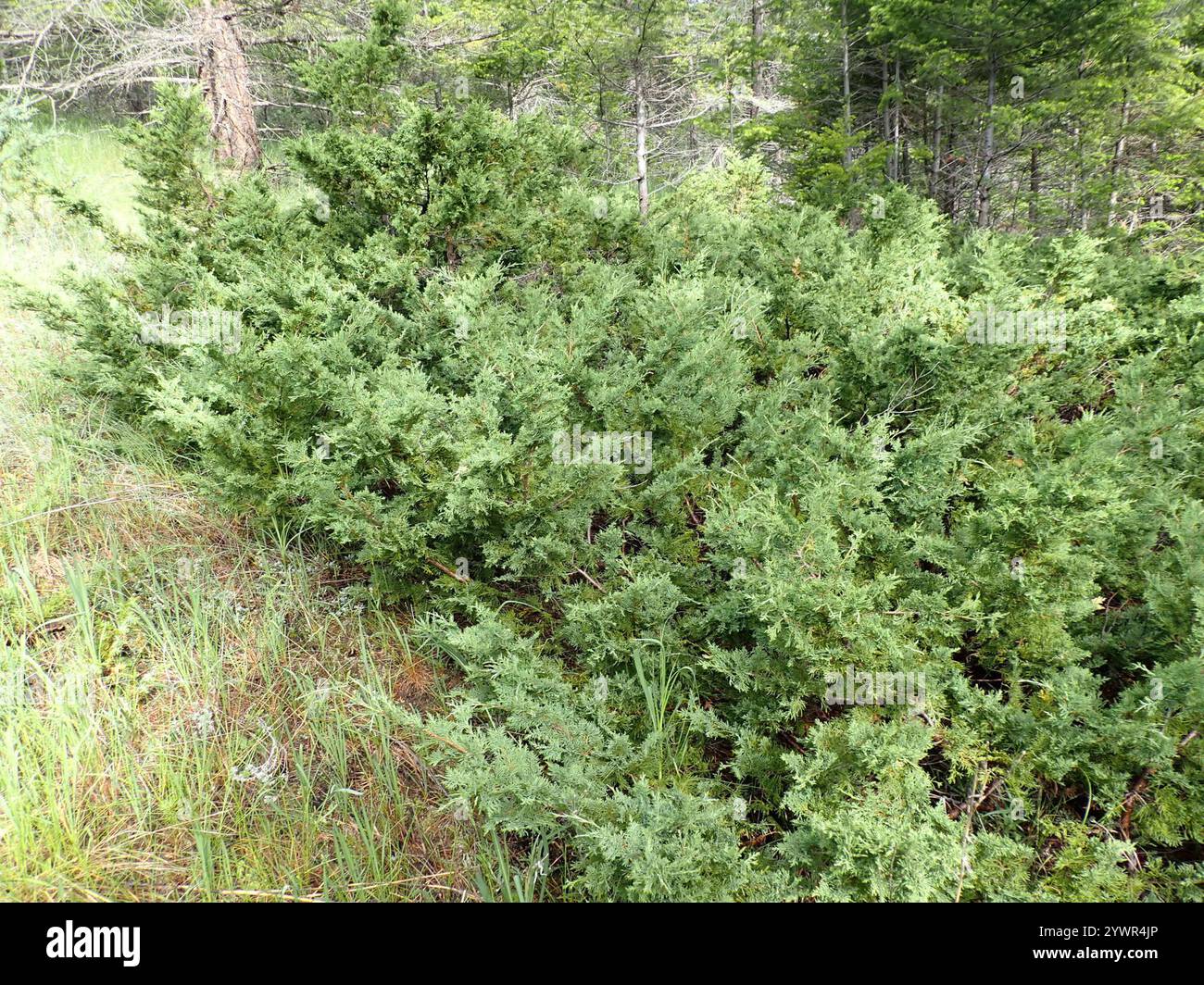 Rocky Mountain Juniper (Juniperus scopulorum Stock Photo - Alamy