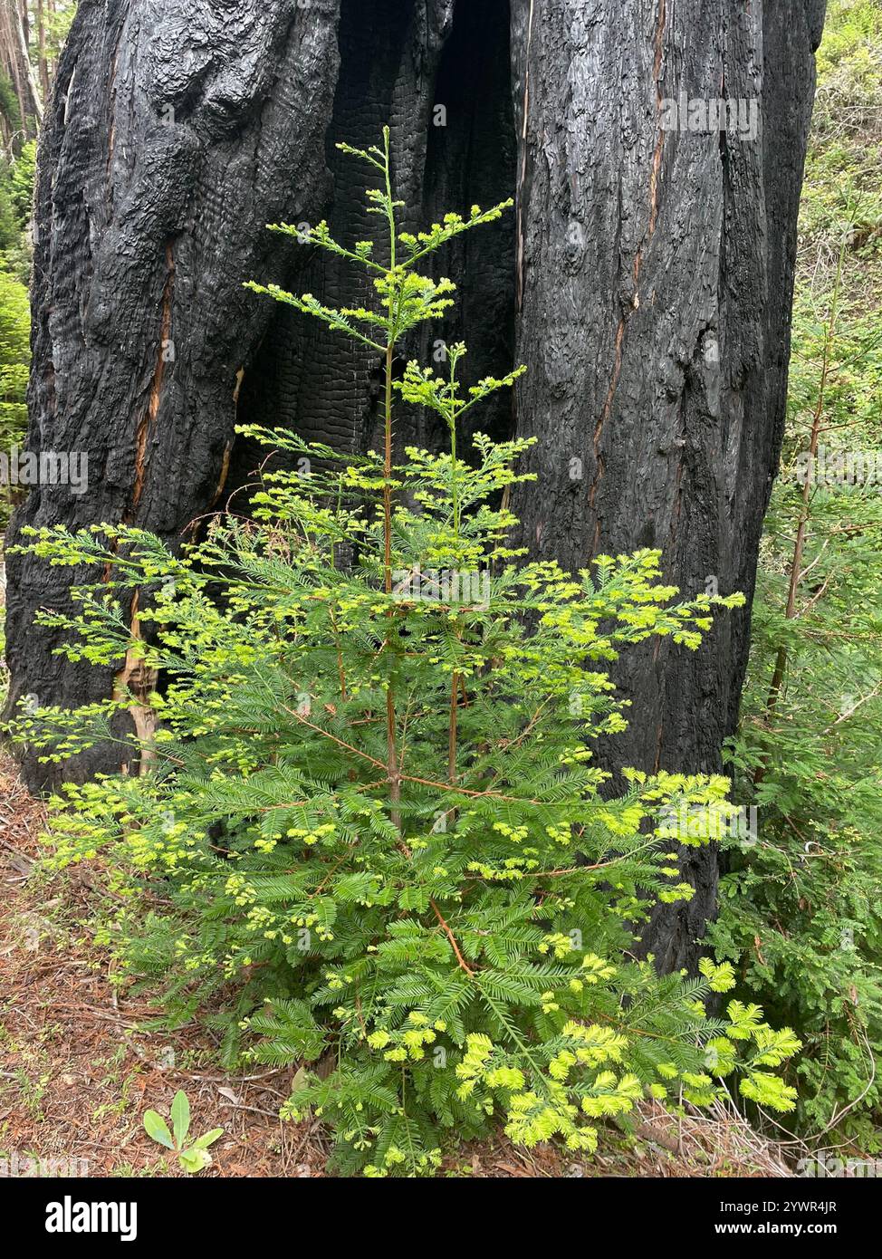 coast redwood (Sequoia sempervirens Stock Photo - Alamy