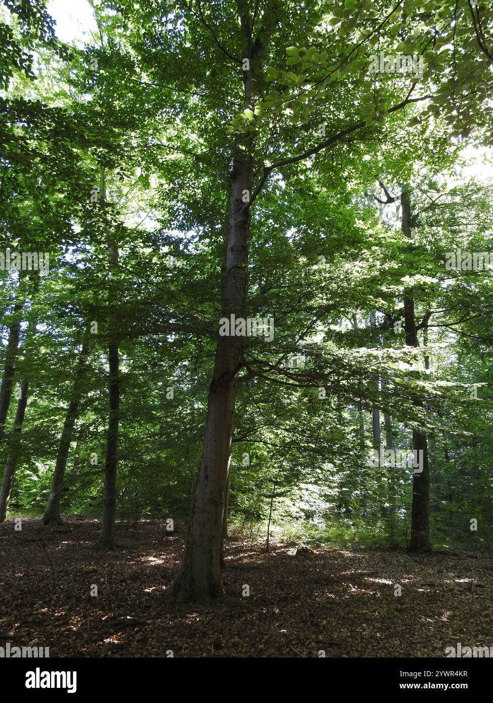 European beech (Fagus sylvatica Stock Photo - Alamy