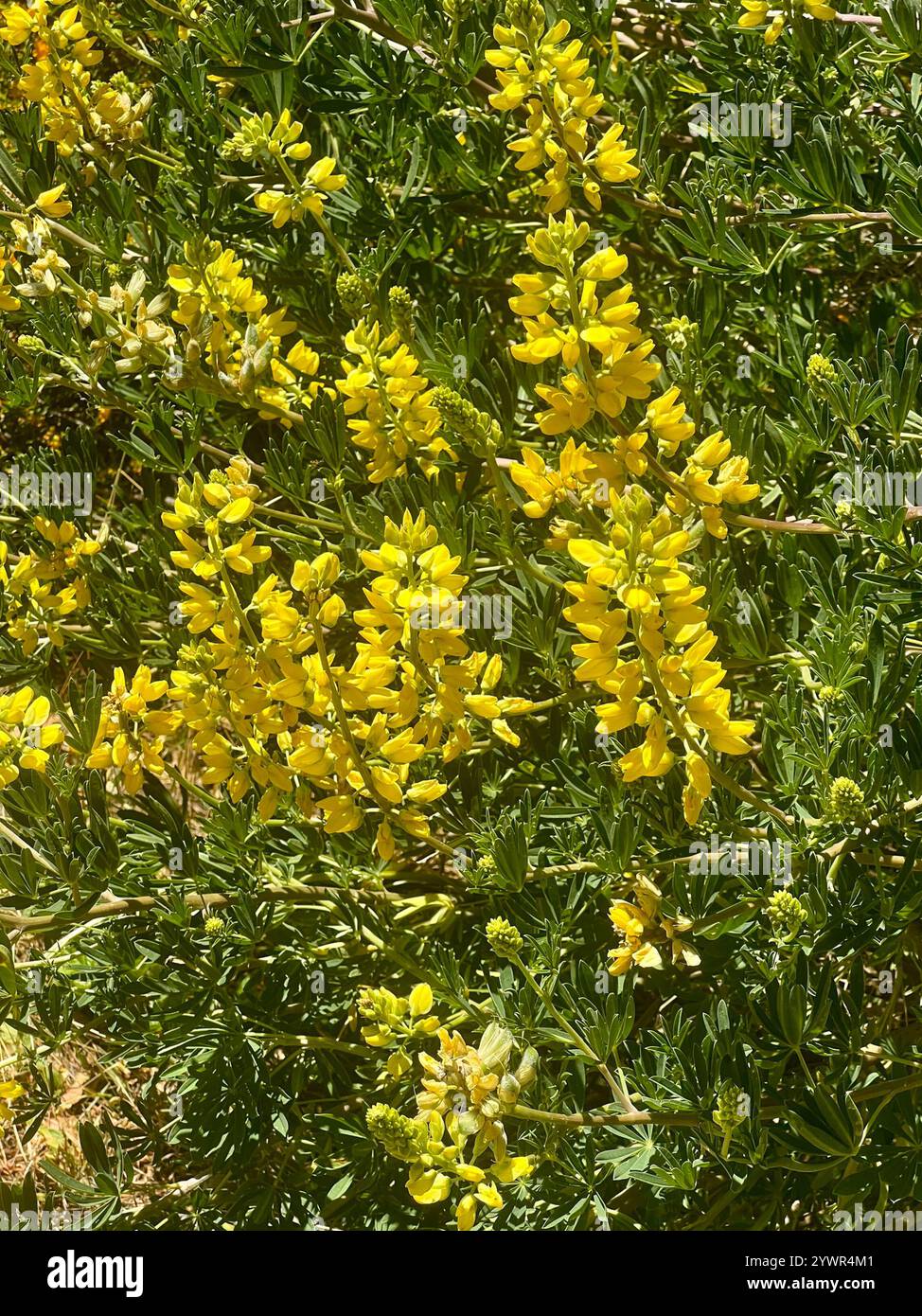 coastal bush lupine (Lupinus arboreus Stock Photo - Alamy