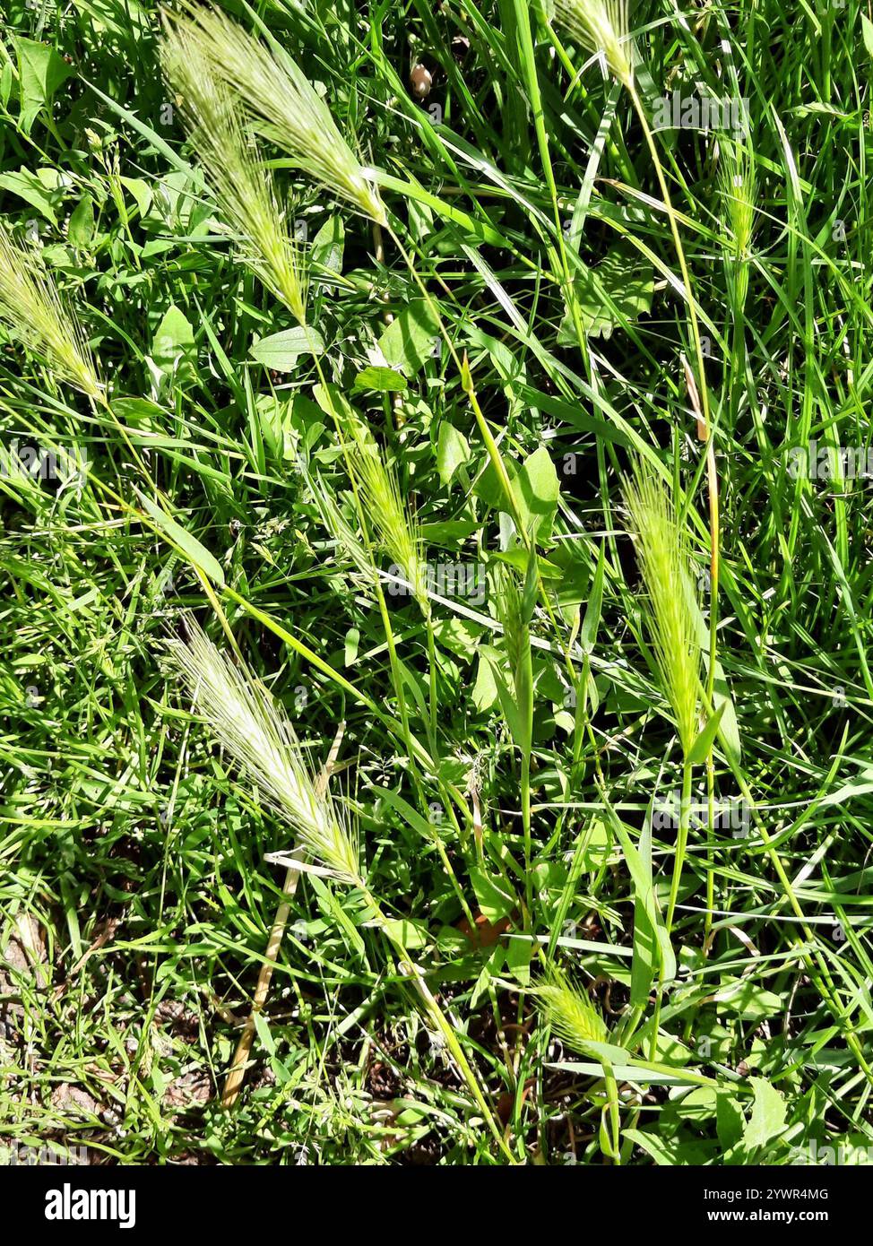 wall barley (Hordeum murinum Stock Photo - Alamy