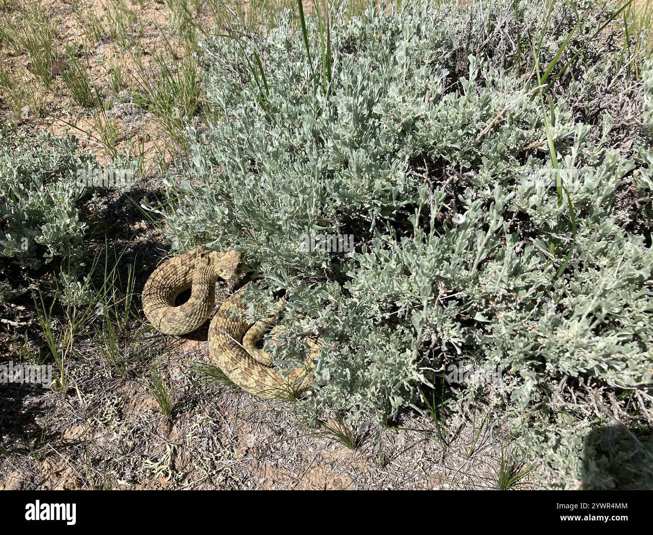 Prairie Rattlesnake (Crotalus viridis Stock Photo - Alamy