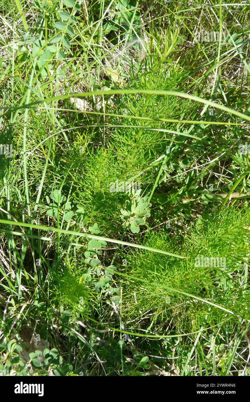 Spring Adonis (Adonis vernalis Stock Photo - Alamy