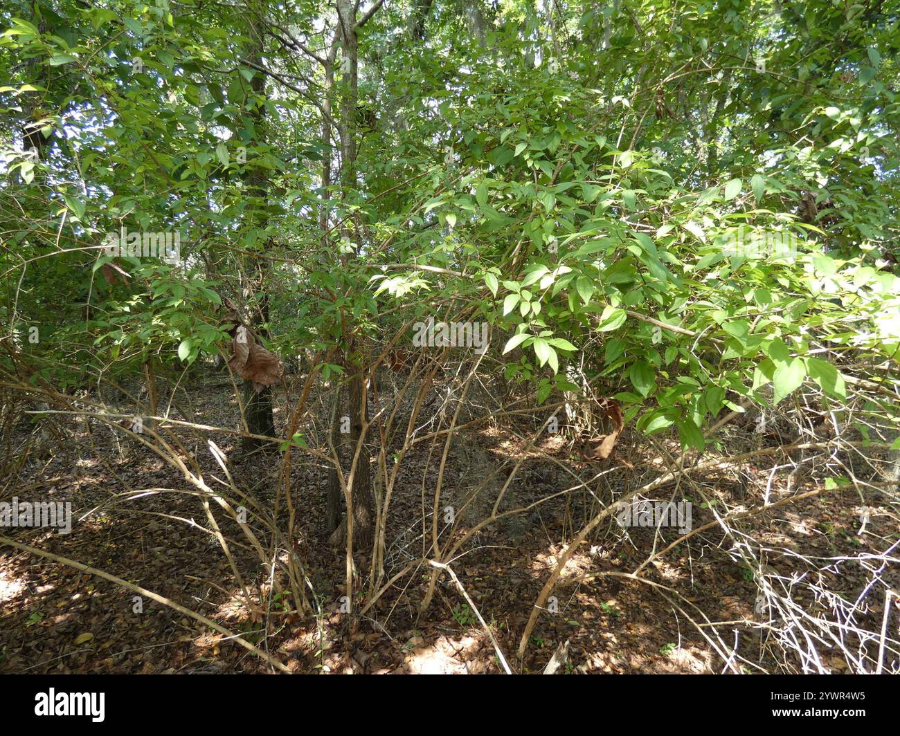 Scentless Mock Orange (Philadelphus inodorus Stock Photo - Alamy