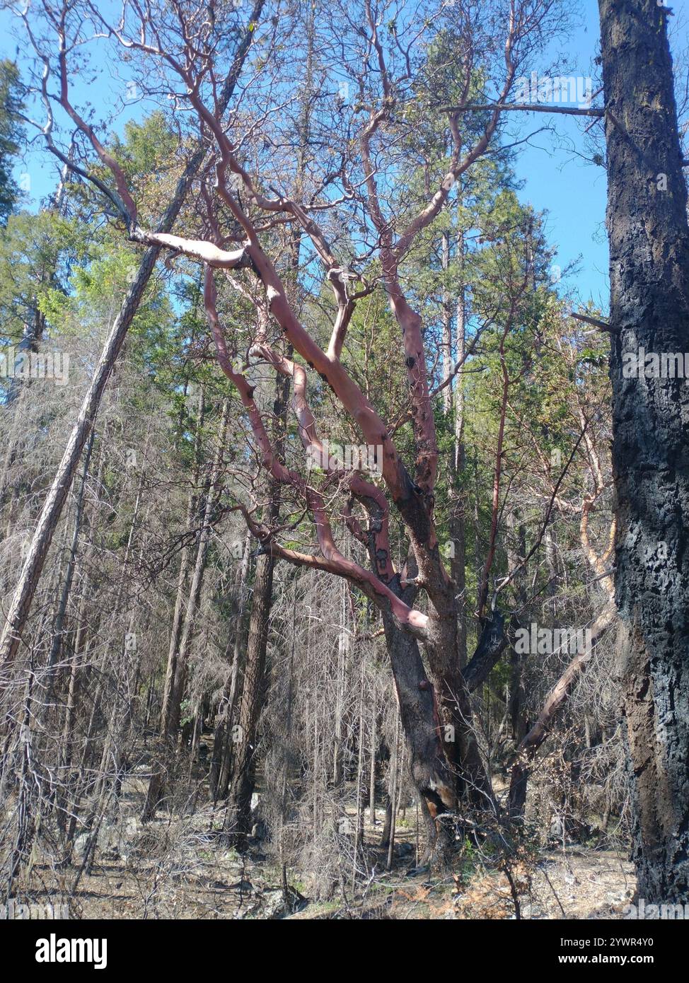 Pacific madrone (Arbutus menziesii Stock Photo - Alamy
