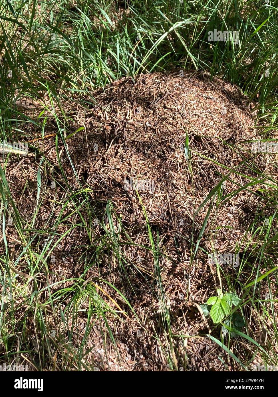 Wood, Mound, and Field Ants (Formica Stock Photo - Alamy