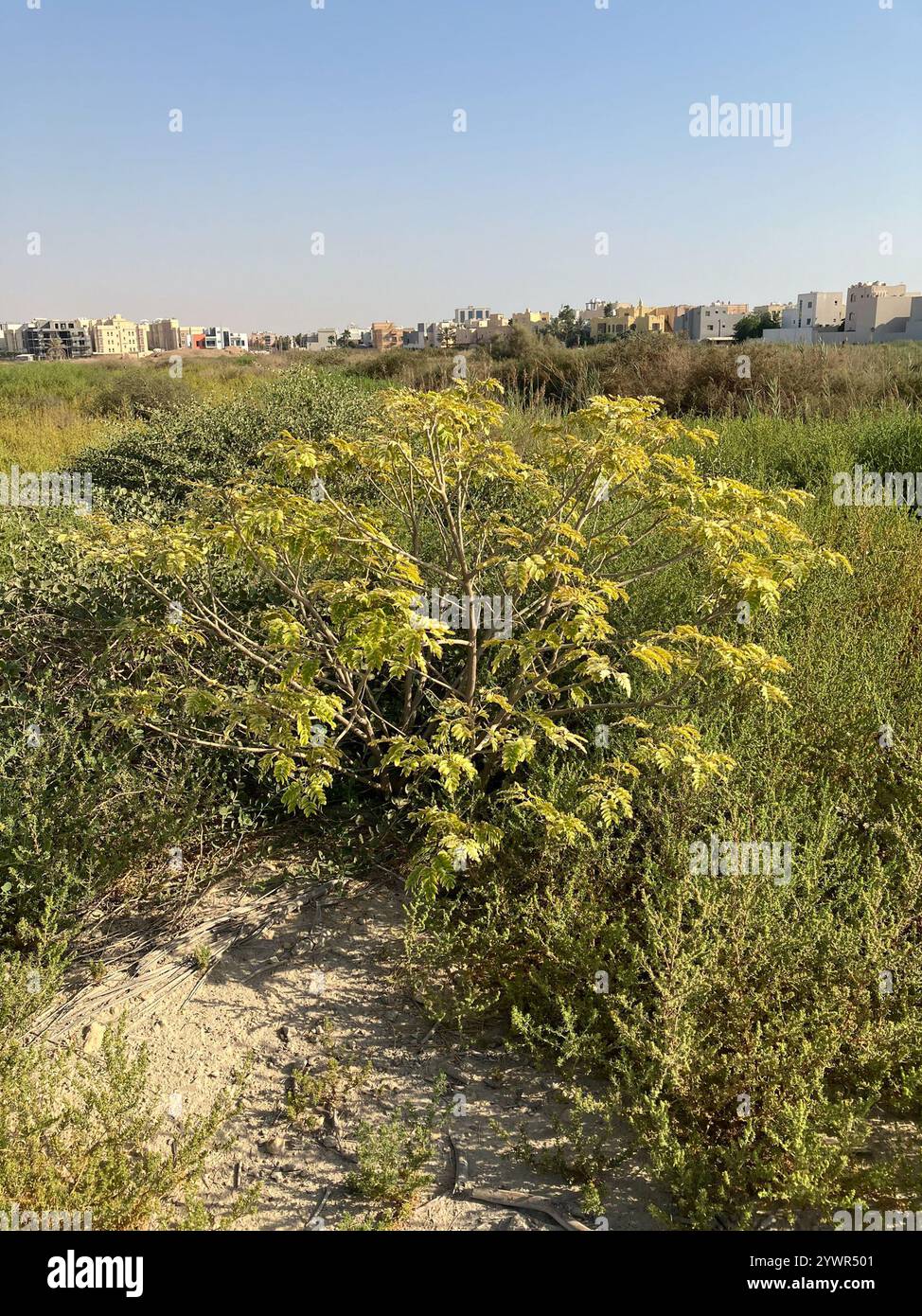 Sunshine Tree (Senna surattensis Stock Photo - Alamy