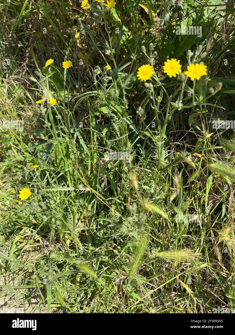 Common Cat's-ear (Hypochaeris radicata Stock Photo - Alamy