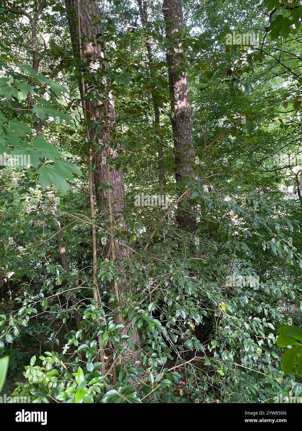tree privet (Ligustrum lucidum Stock Photo - Alamy
