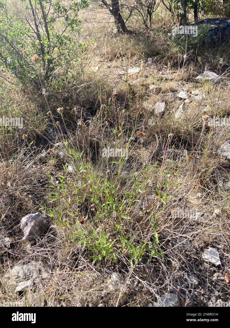Texas creeping-oxeye (Wedelia hispida Stock Photo - Alamy