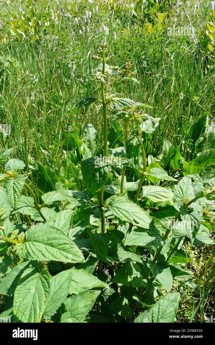 Common Figwort (Scrophularia nodosa Stock Photo - Alamy