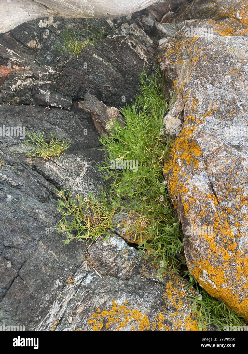 Sticky Sand-Spurrey (Spergularia macrotheca Stock Photo - Alamy