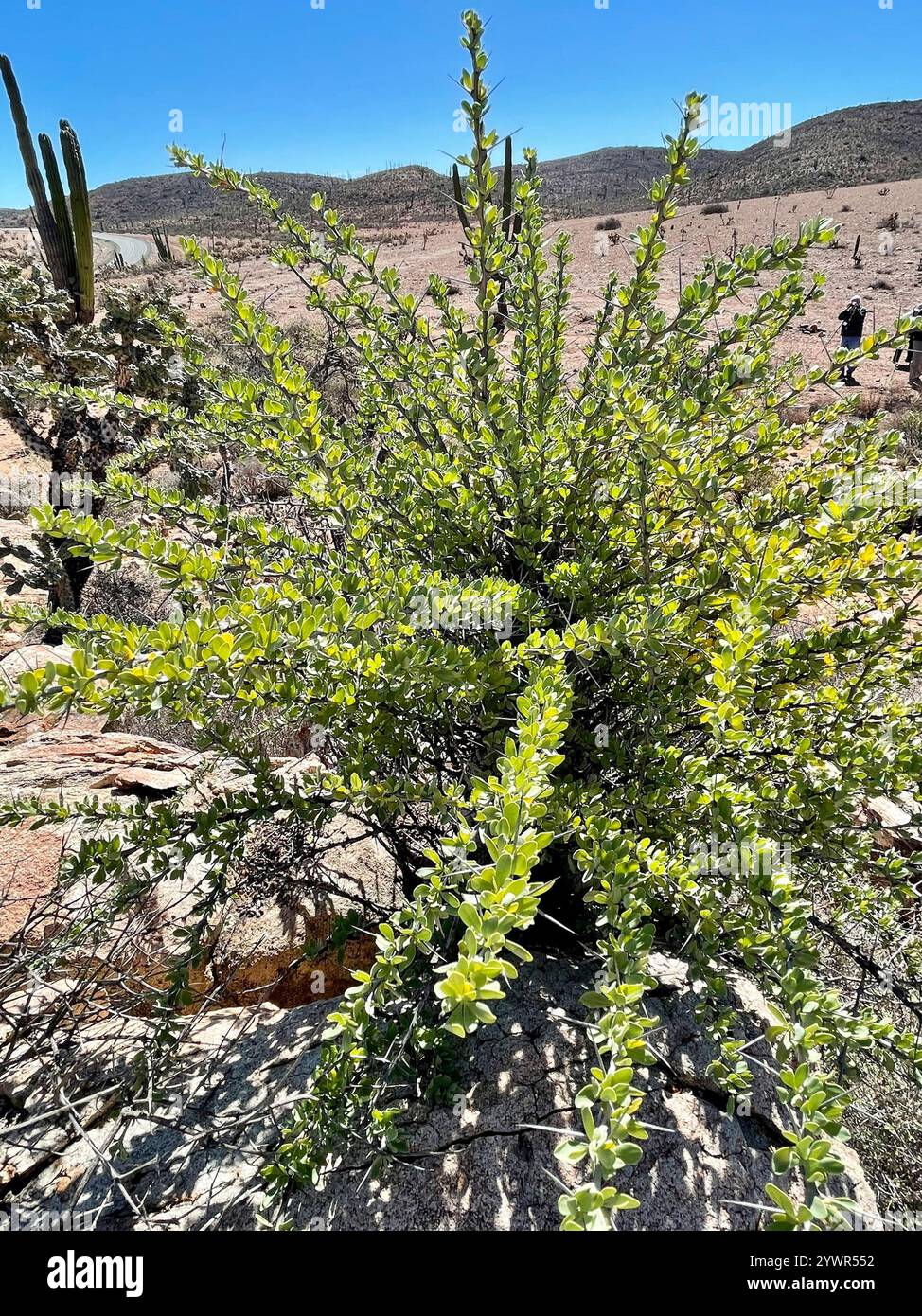Boojum tree (Fouquieria columnaris Stock Photo - Alamy