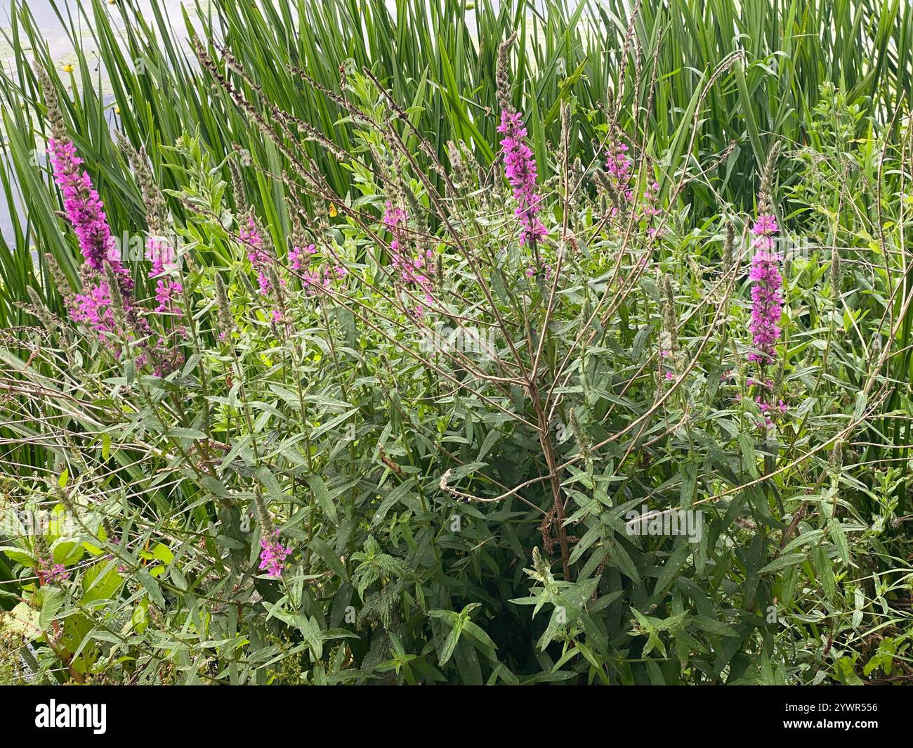 purple loosestrife (Lythrum salicaria Stock Photo - Alamy
