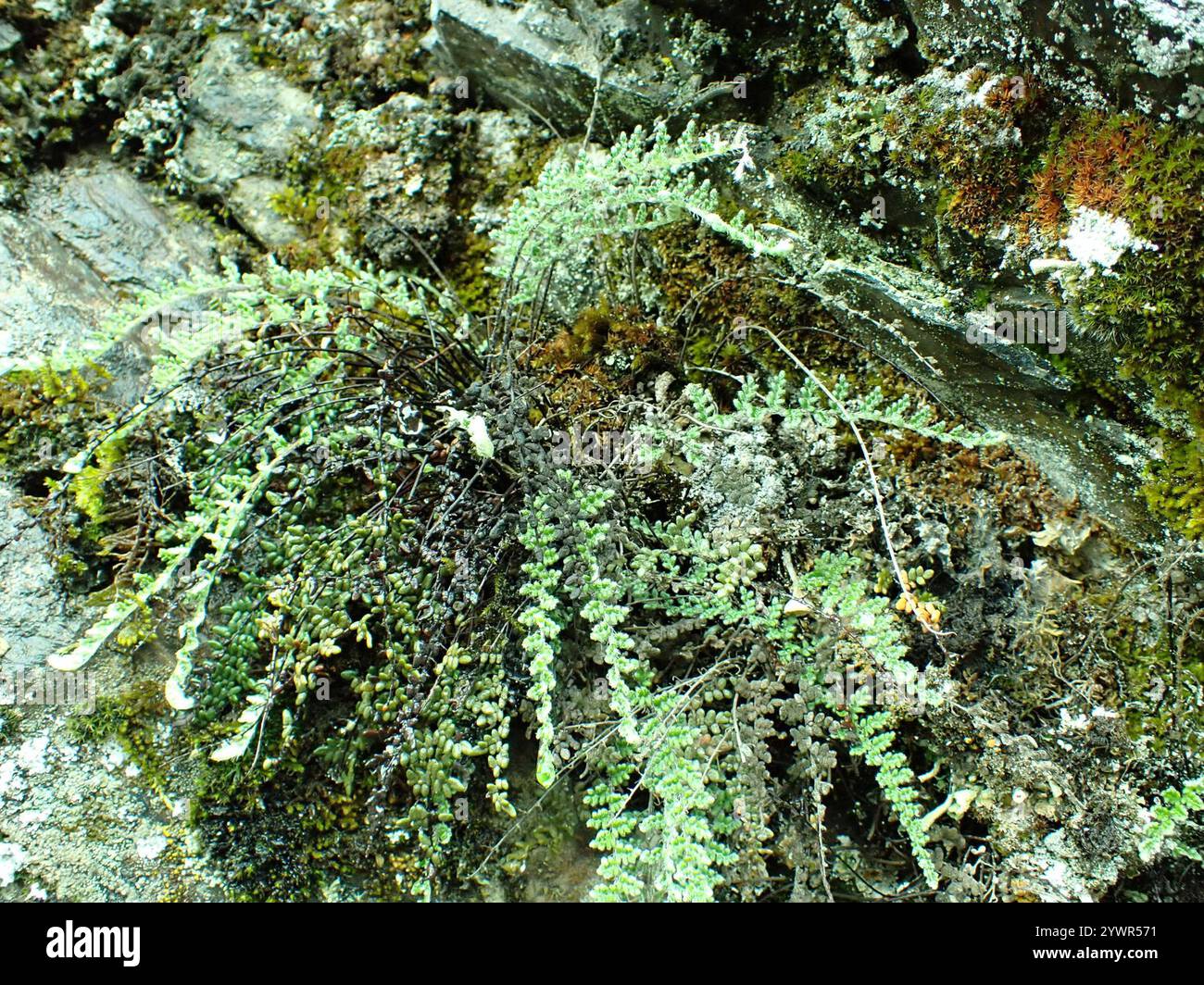 lace lip fern (Myriopteris gracillima Stock Photo - Alamy