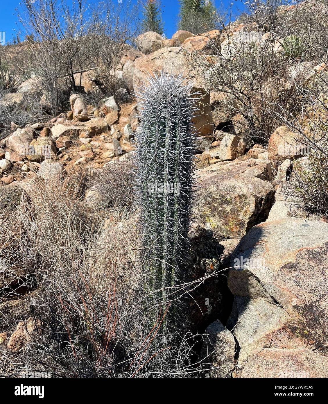 Mexican Giant Cactus (Pachycereus pringlei Stock Photo - Alamy