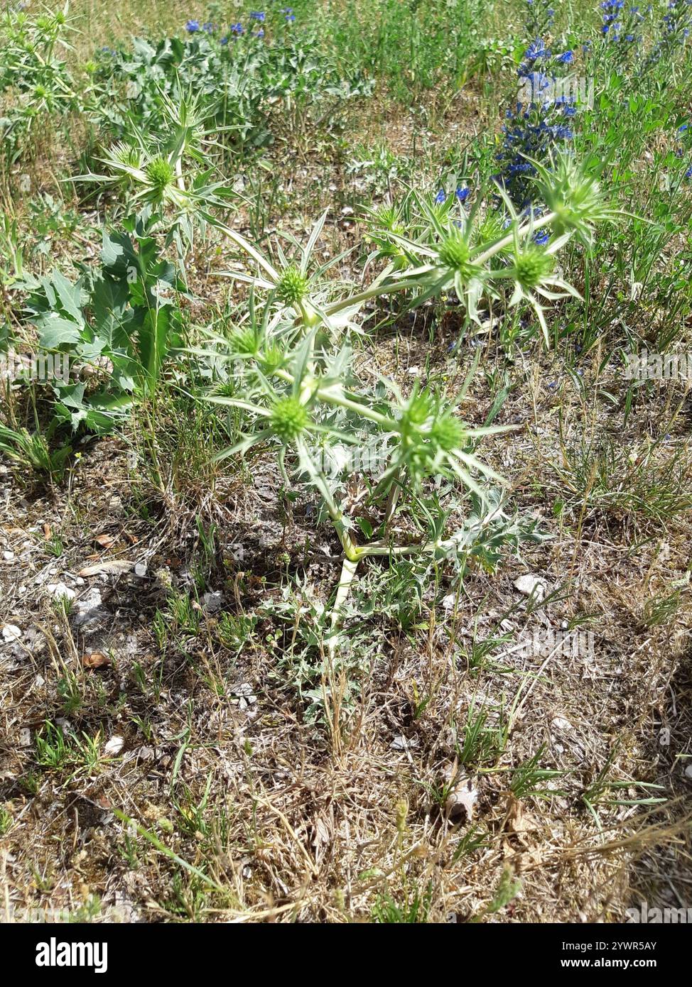 Field Eryngo (Eryngium campestre Stock Photo - Alamy