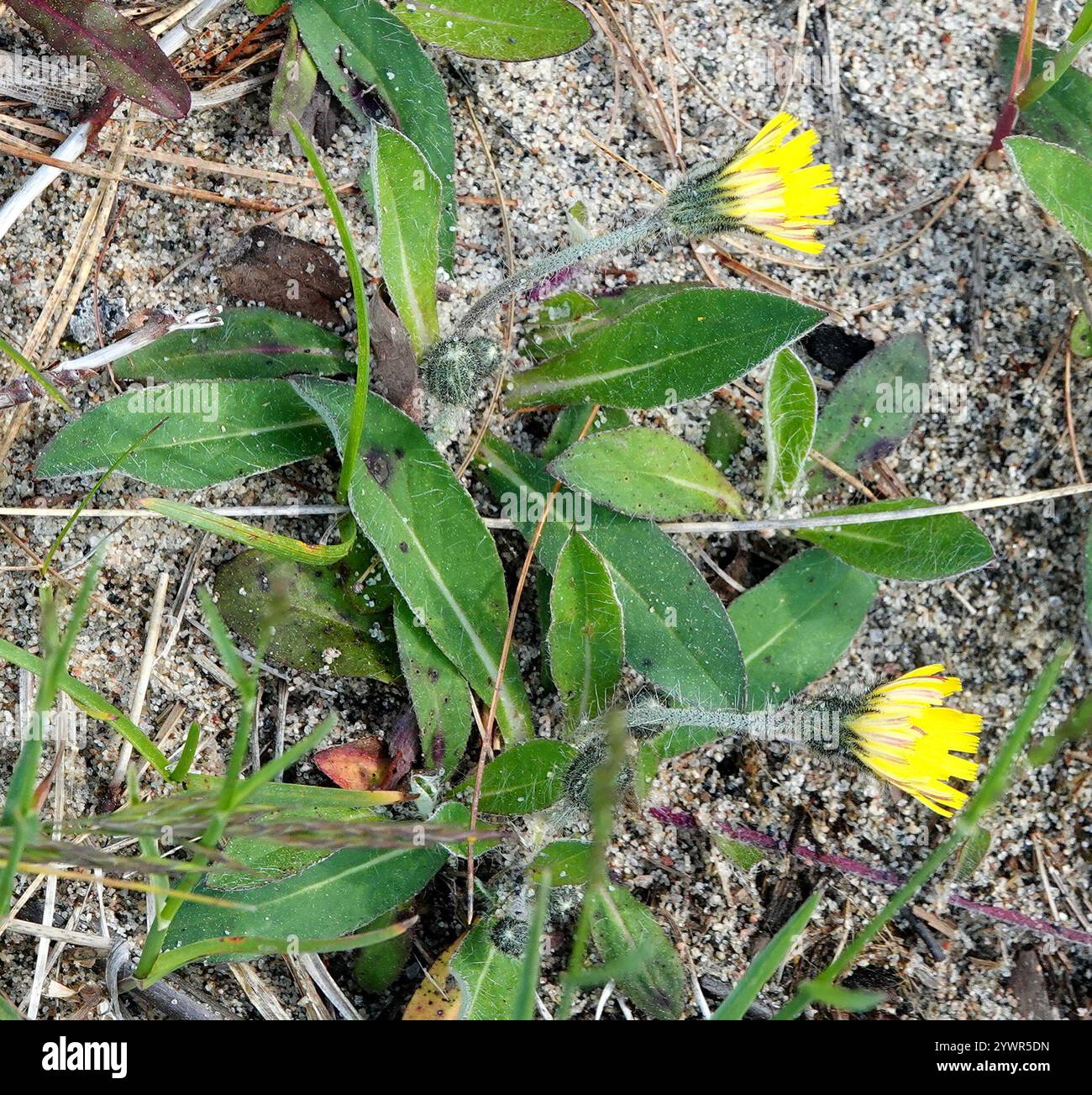 mouse-eared hawkweed (Pilosella officinarum Stock Photo - Alamy