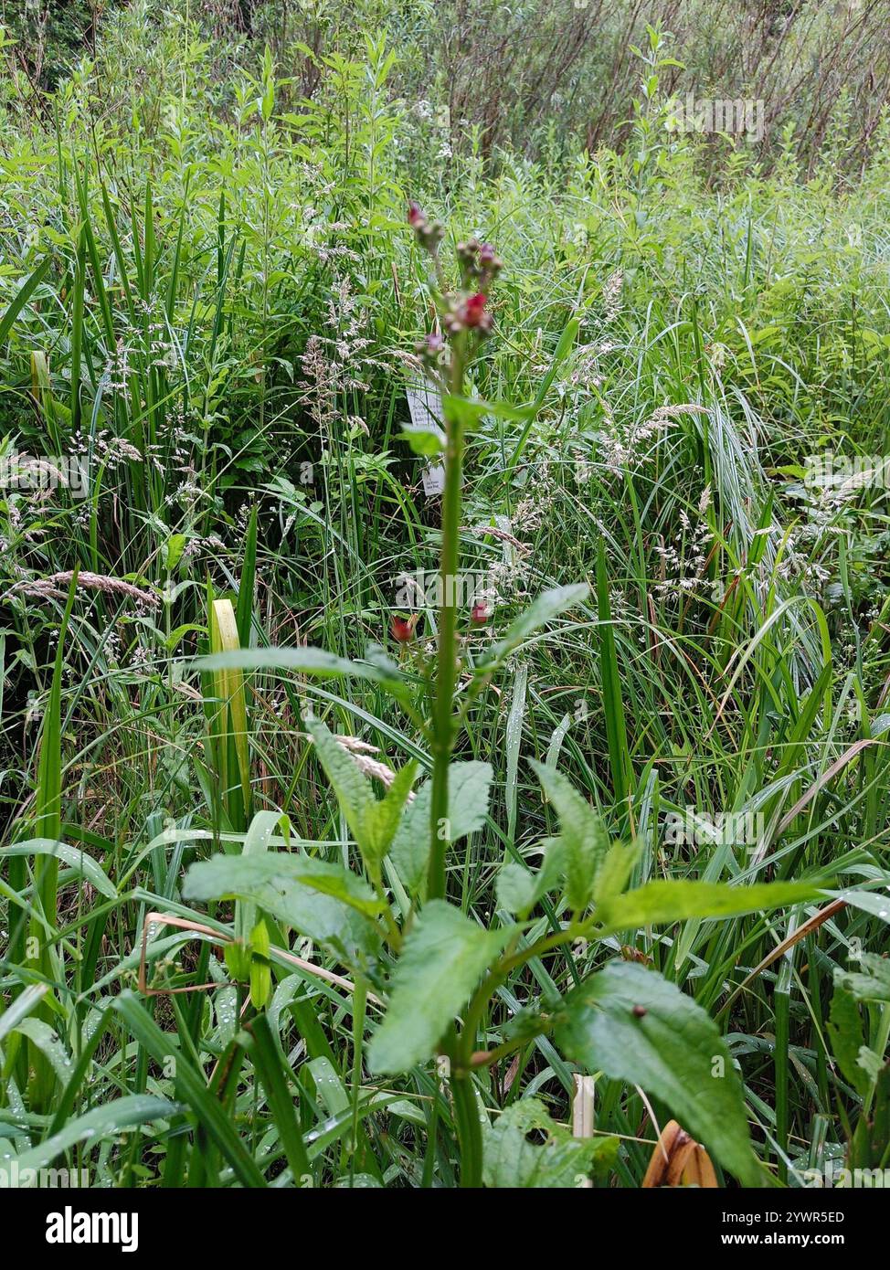 Water Figwort (Scrophularia auriculata Stock Photo - Alamy