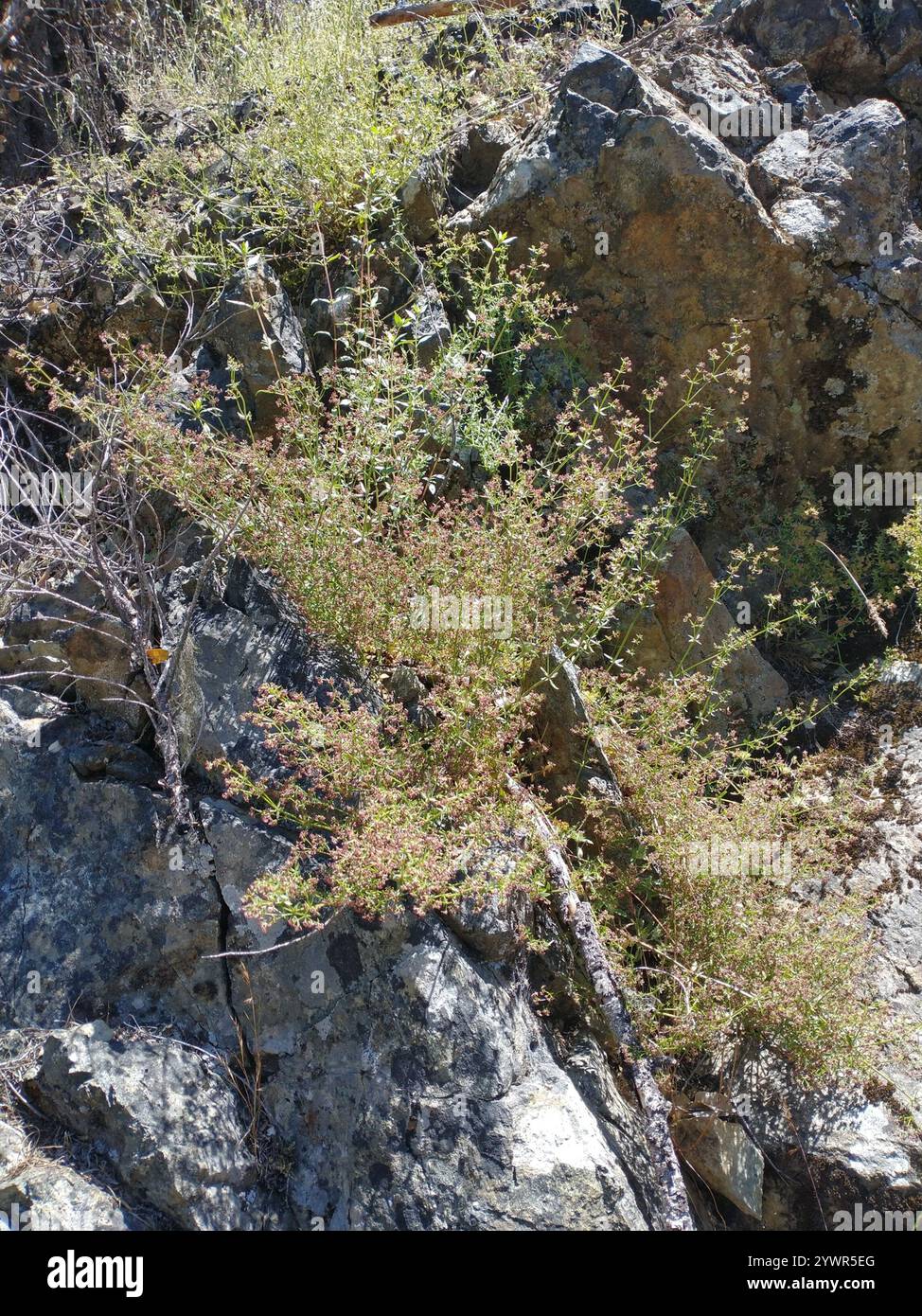 Bolanders hi-res stock photography and images - Alamy