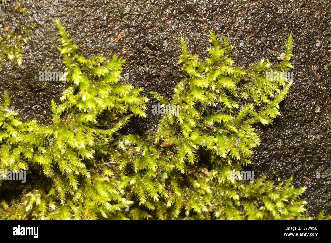 Rough-stalked Feather-moss (Brachythecium rutabulum Stock Photo - Alamy