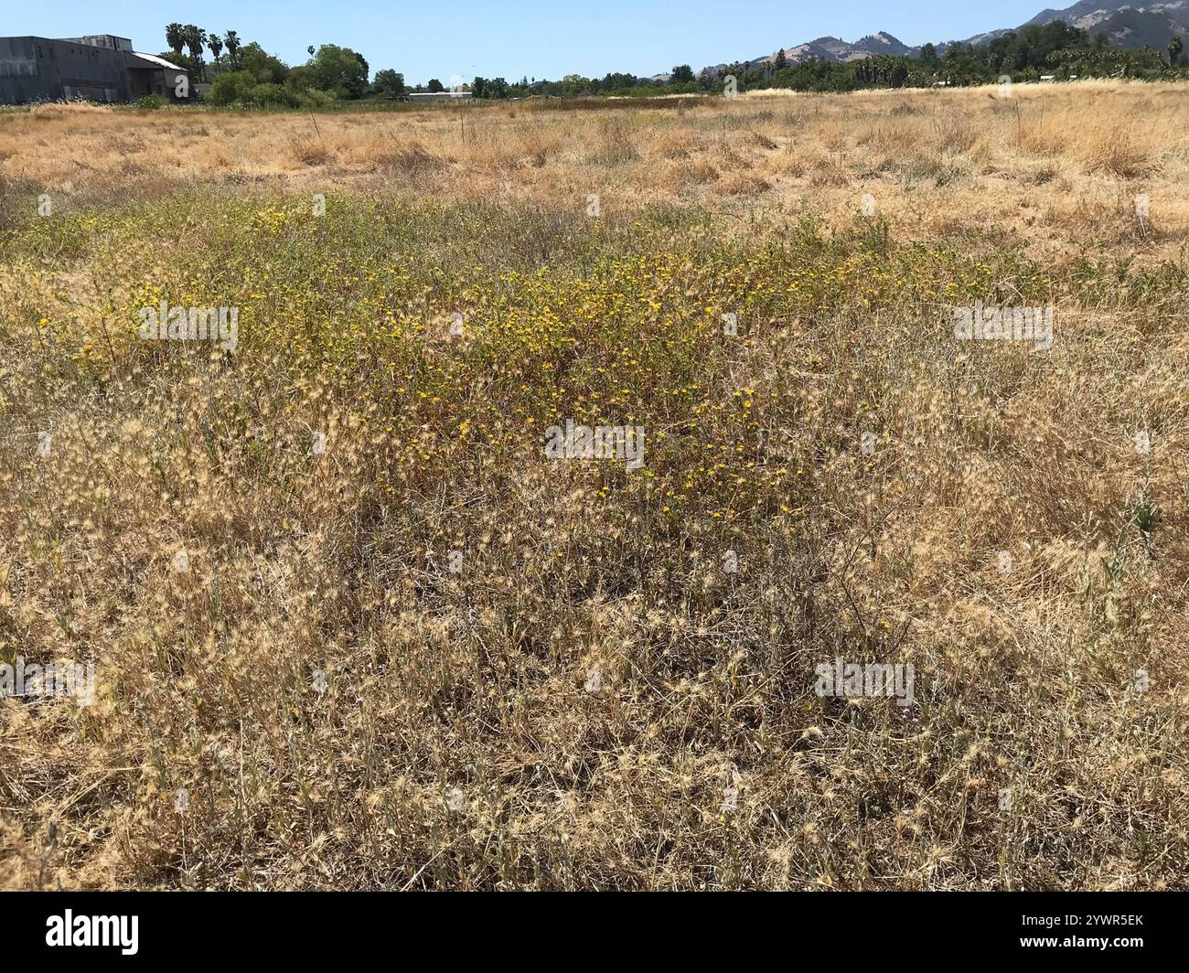 pappose tarplant (Centromadia parryi parryi Stock Photo - Alamy