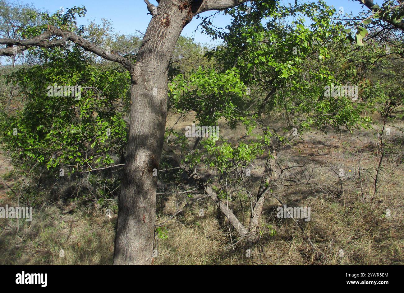 buffalo-thorn (Ziziphus mucronata Stock Photo - Alamy