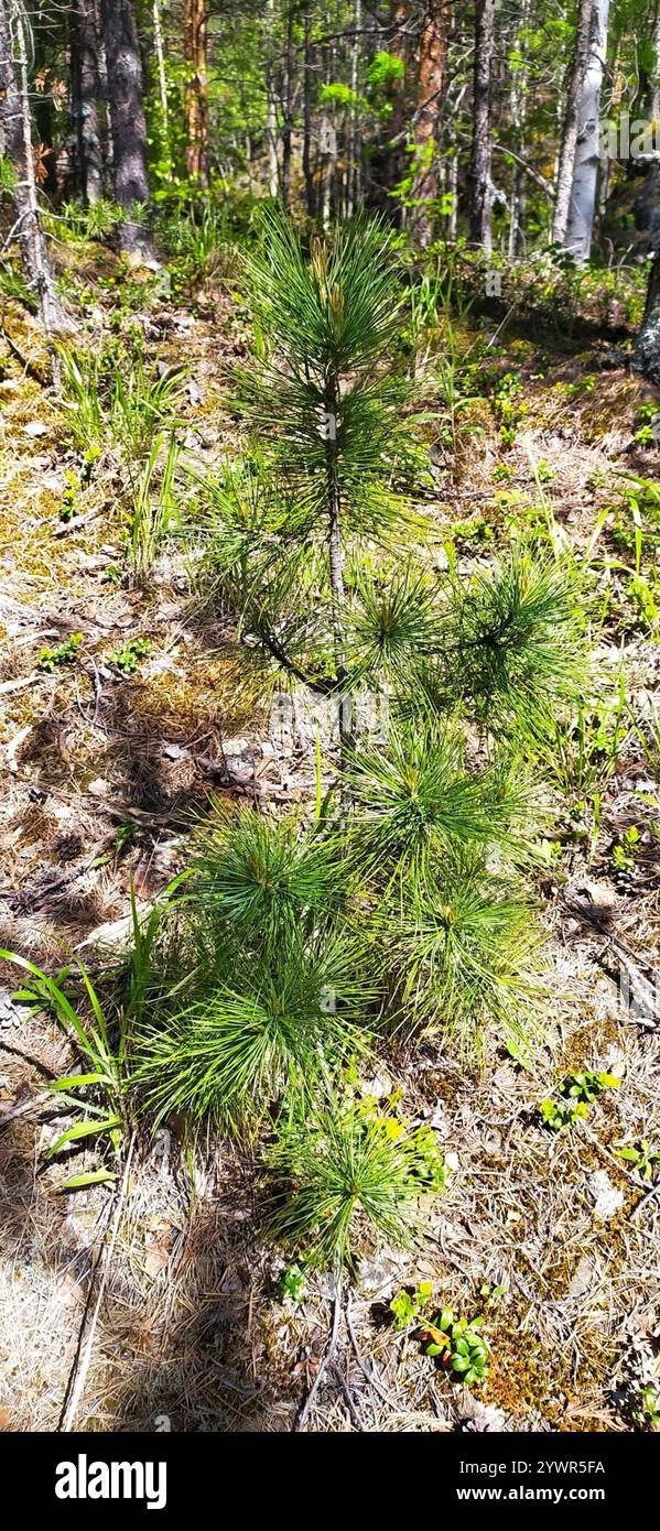 Siberian pine (Pinus sibirica Stock Photo - Alamy