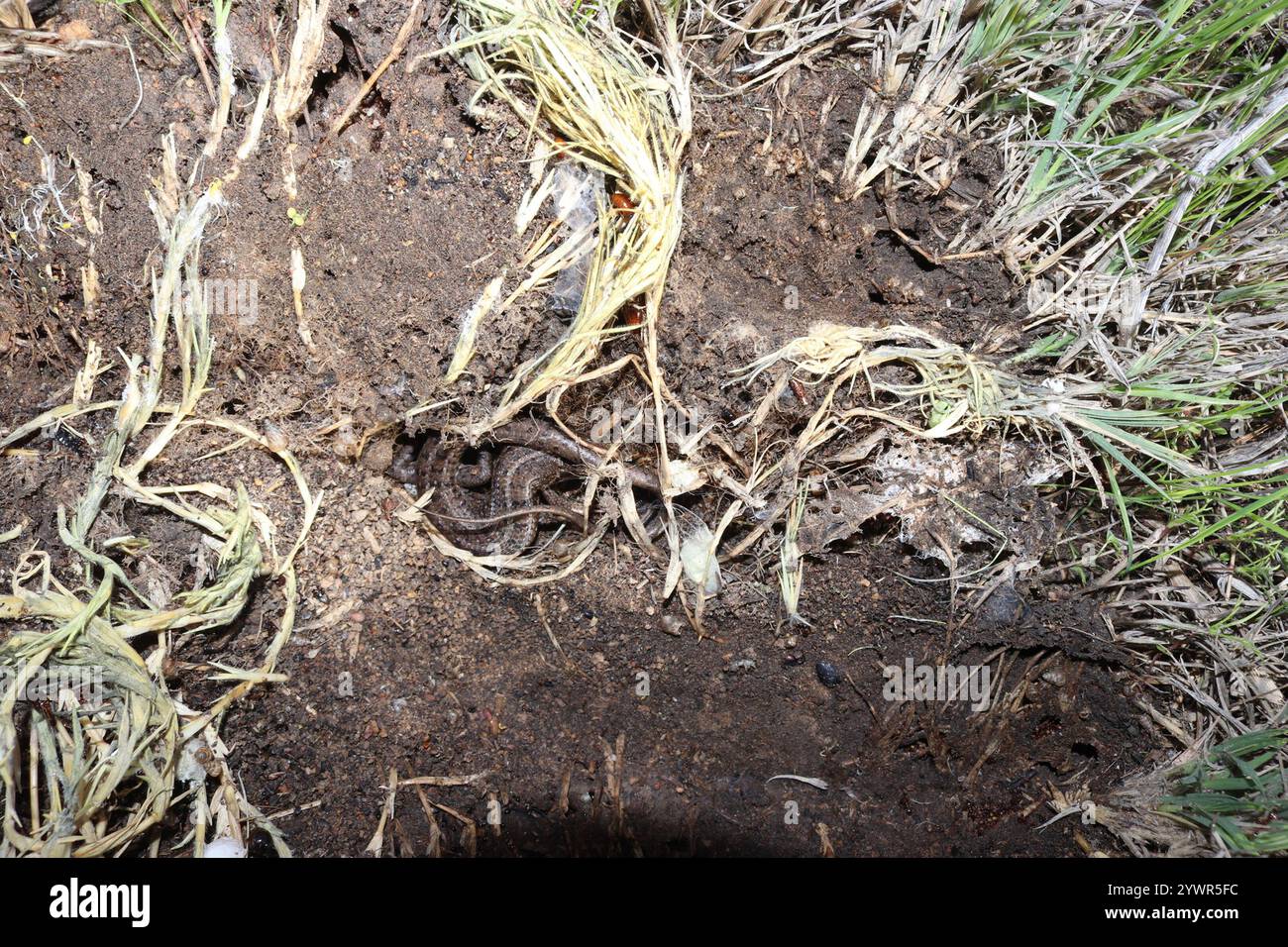 Cape Skink (Trachylepis capensis Stock Photo - Alamy