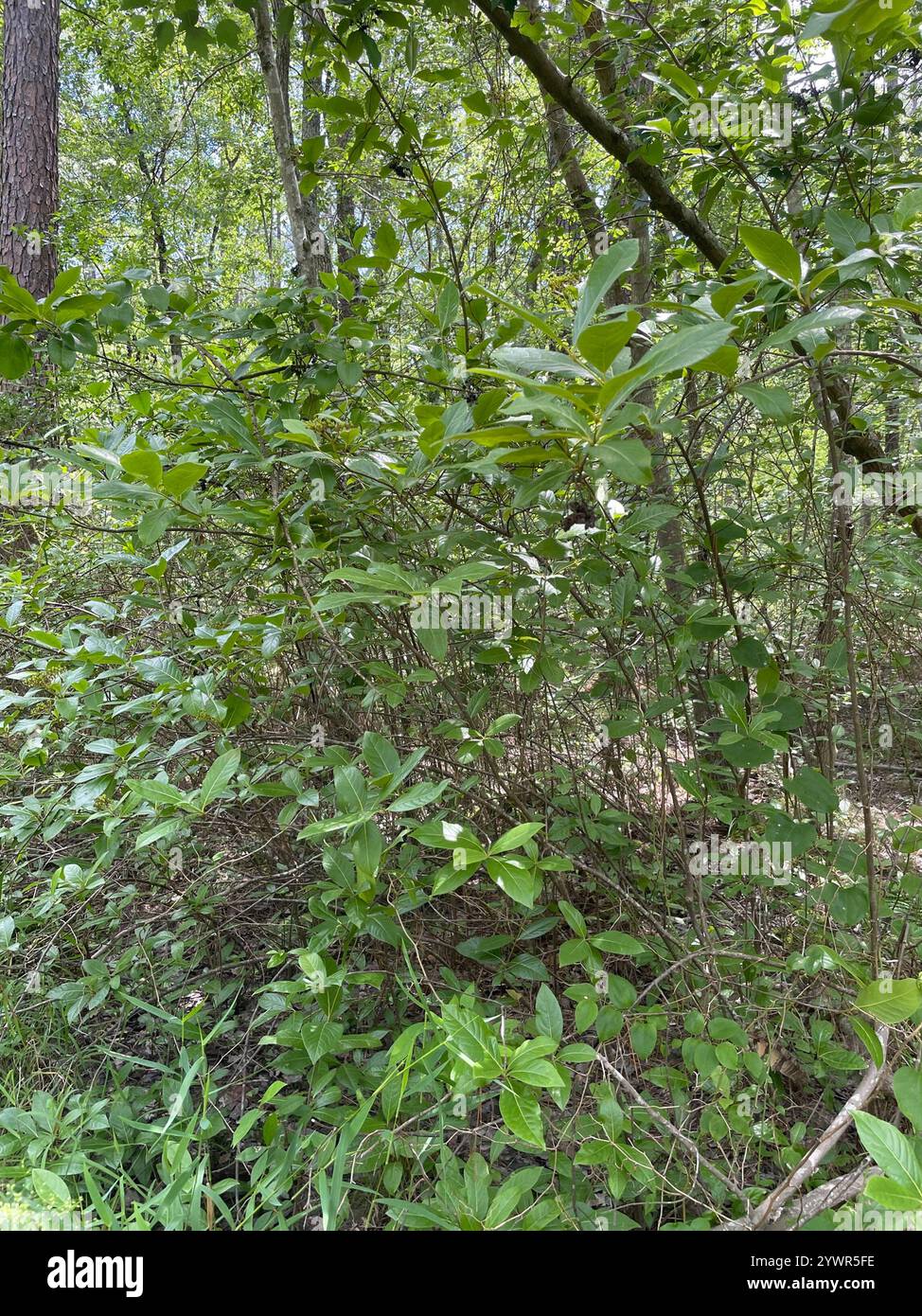 southern wild raisin (Viburnum nudum Stock Photo - Alamy
