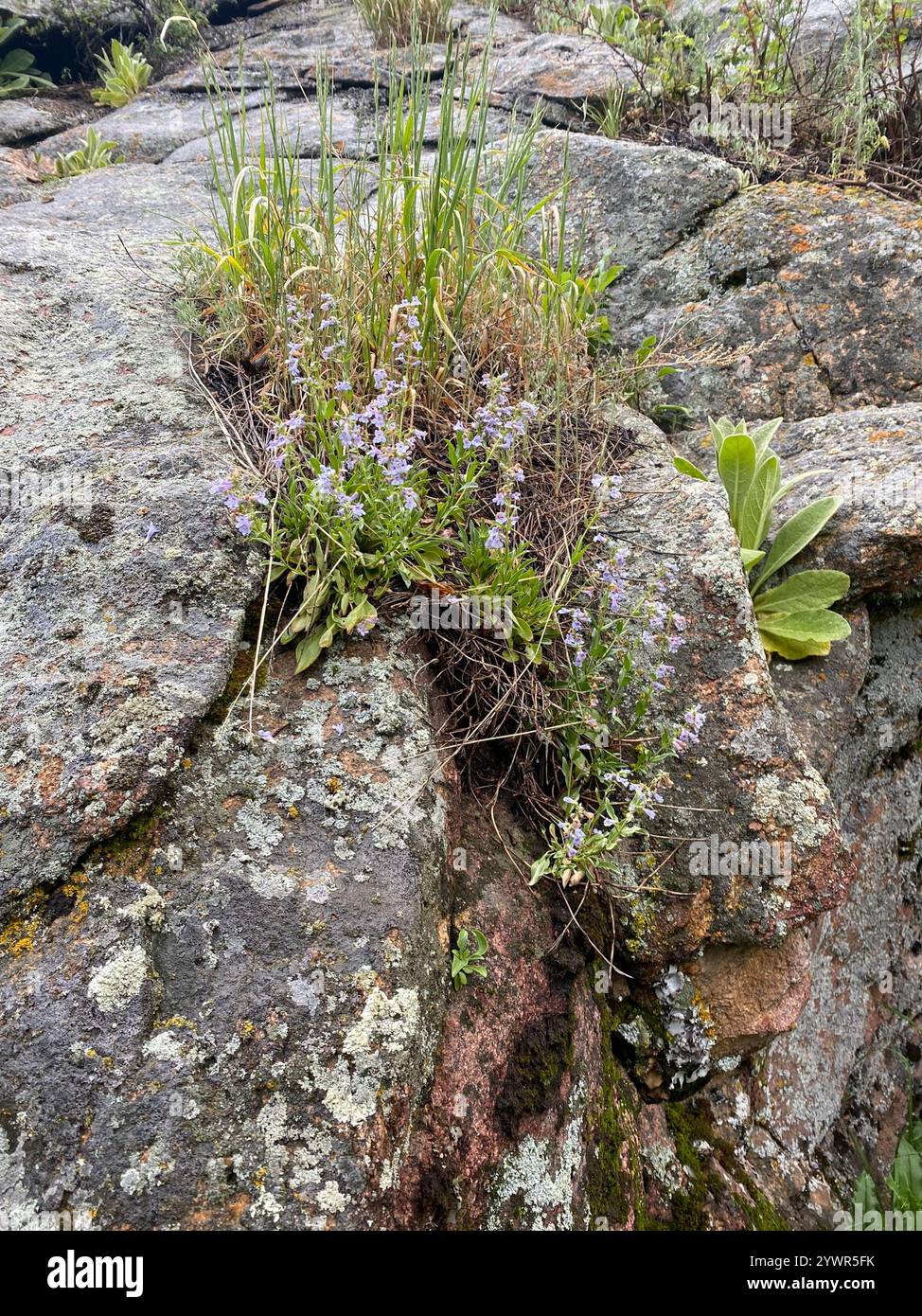 Front Range Beardtongue (Penstemon virens Stock Photo - Alamy