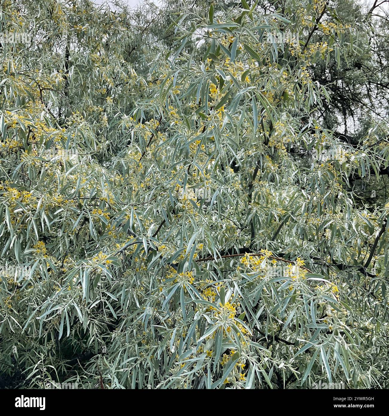 Russian olive (Elaeagnus angustifolia Stock Photo - Alamy