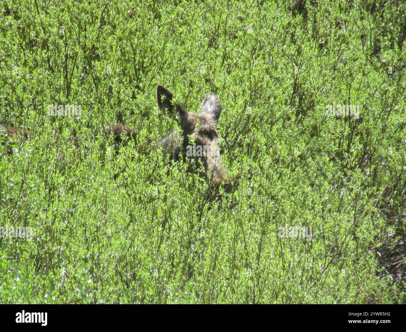 Shiras Moose (Alces alces shirasi Stock Photo - Alamy