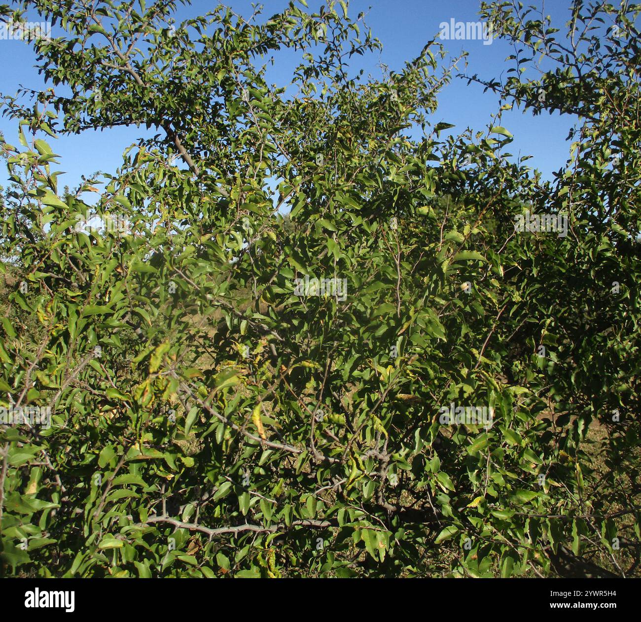 buffalo-thorn (Ziziphus mucronata Stock Photo - Alamy