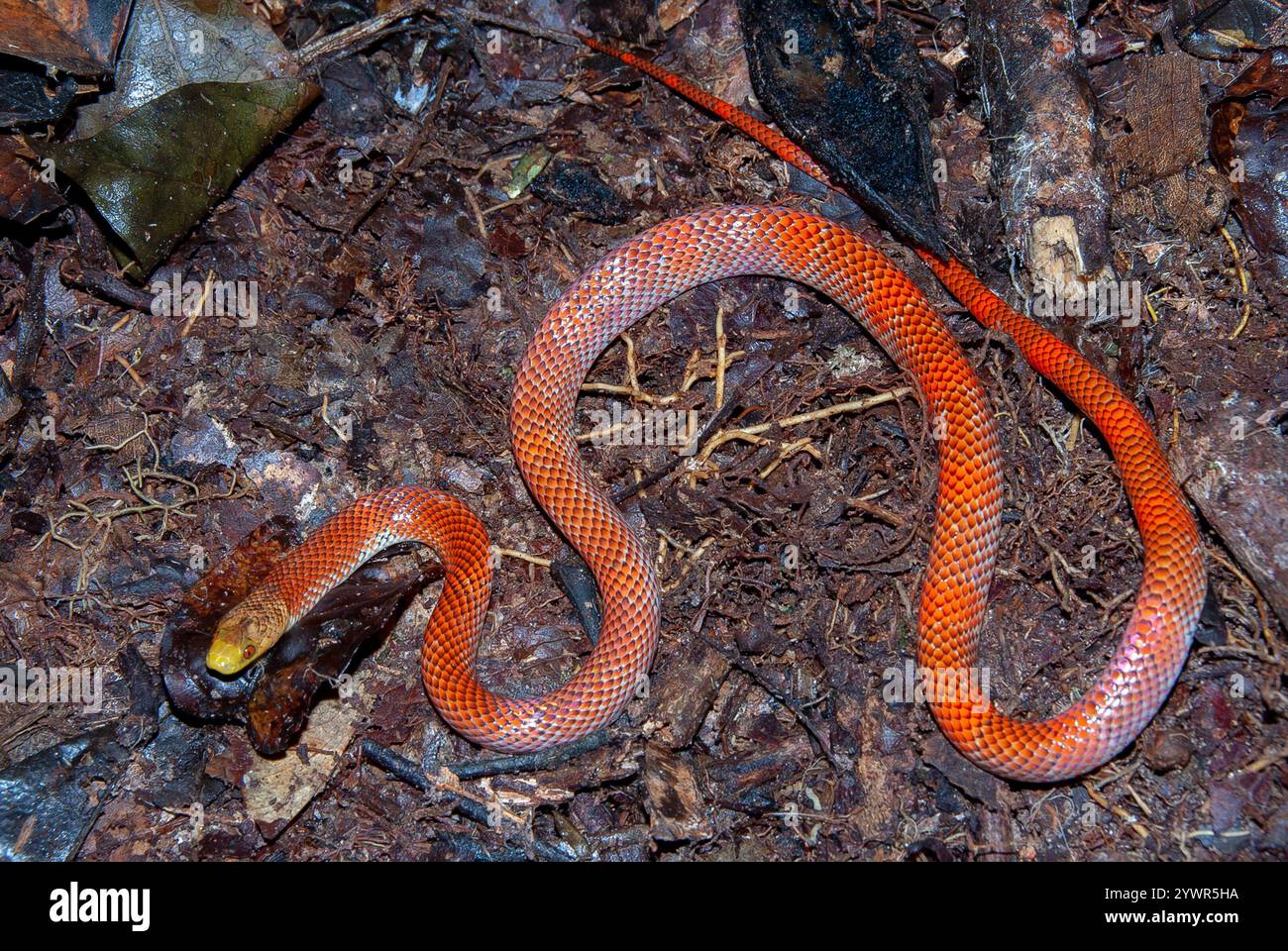 Beautiful Calico Snake (Oxyrhopus formosus Stock Photo - Alamy