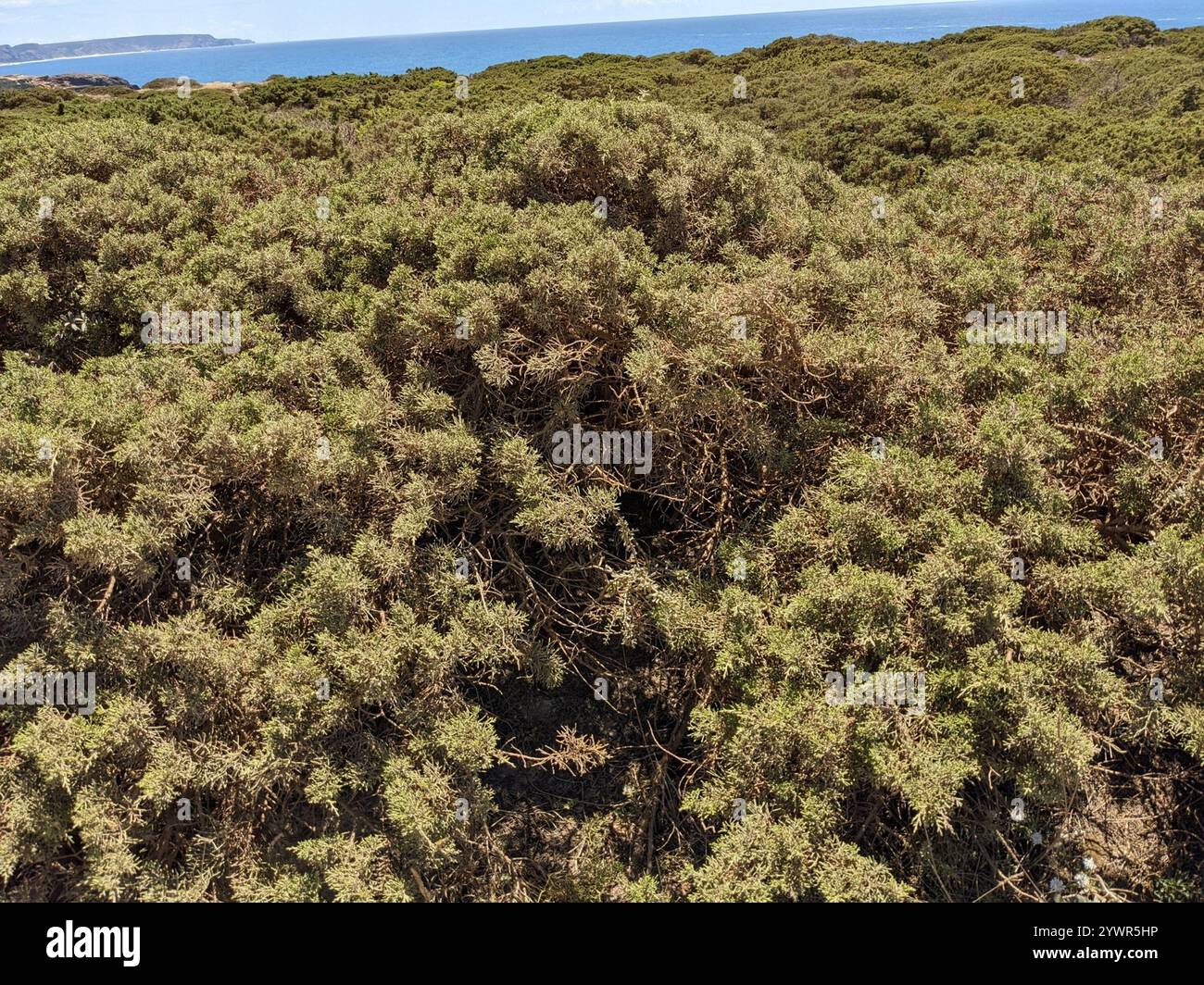 Mediterranean juniper (Juniperus turbinata Stock Photo - Alamy