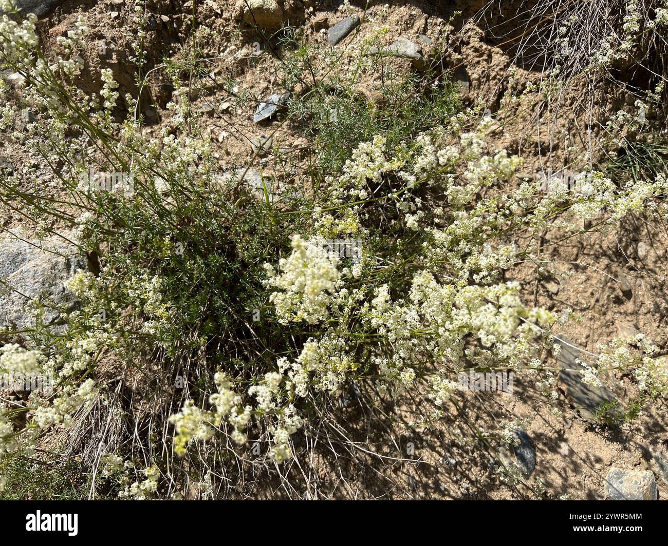 white bedstraw (Galium album Stock Photo - Alamy