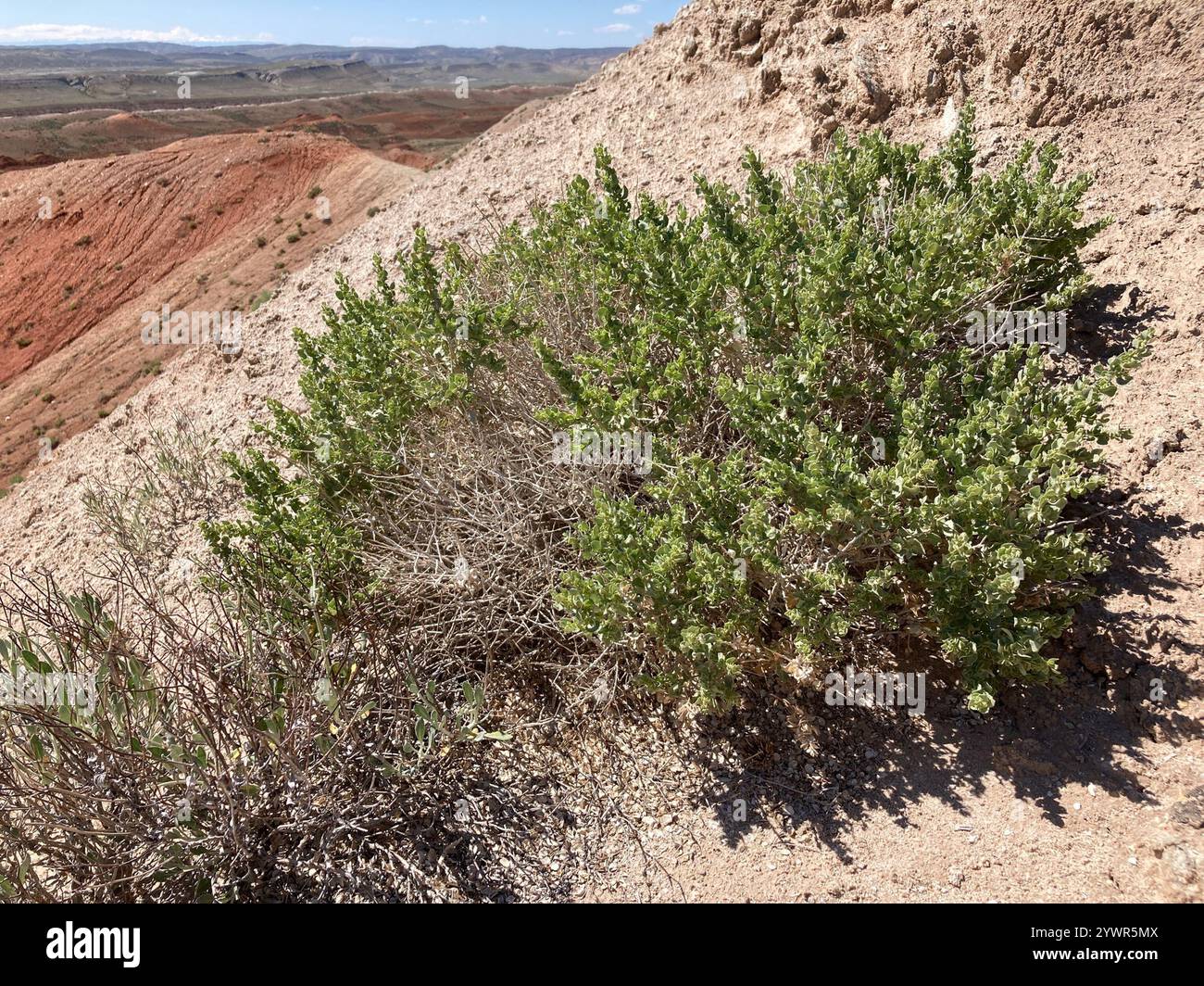 Shadscale Saltbush (Atriplex confertifolia Stock Photo - Alamy