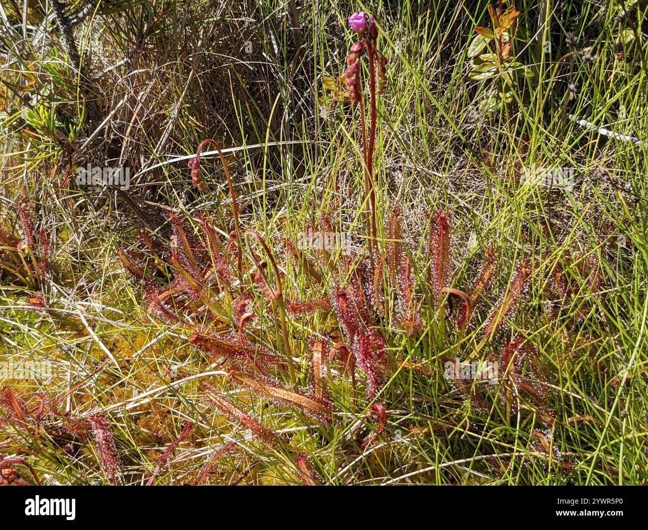 Cape Sundew (Drosera capensis Stock Photo - Alamy