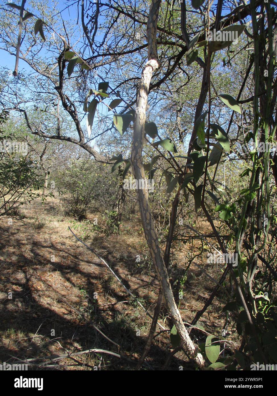 Caustic vine hi-res stock photography and images - Alamy