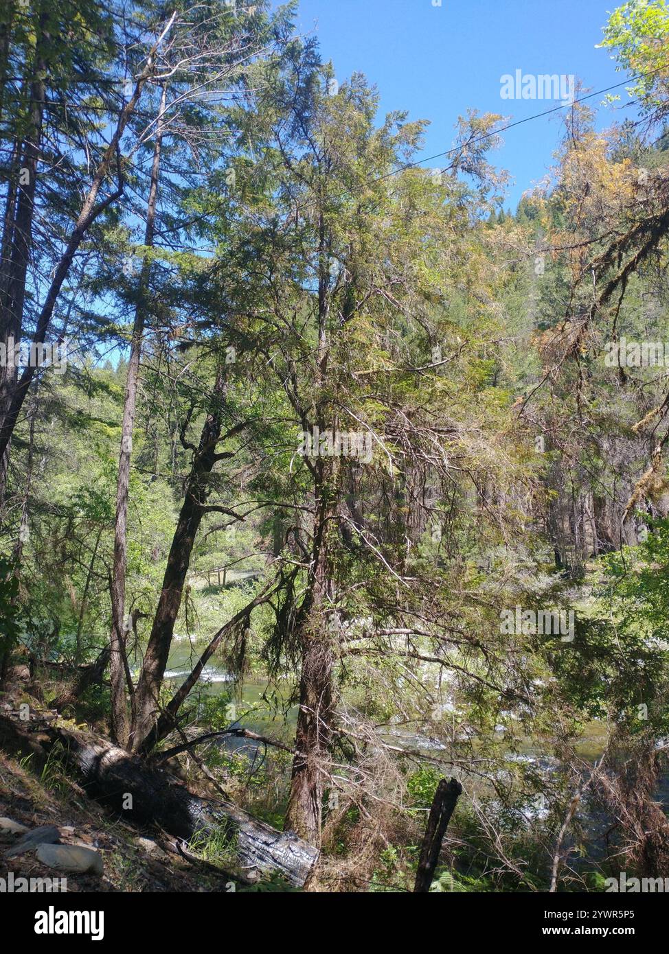Pacific yew (Taxus brevifolia Stock Photo - Alamy