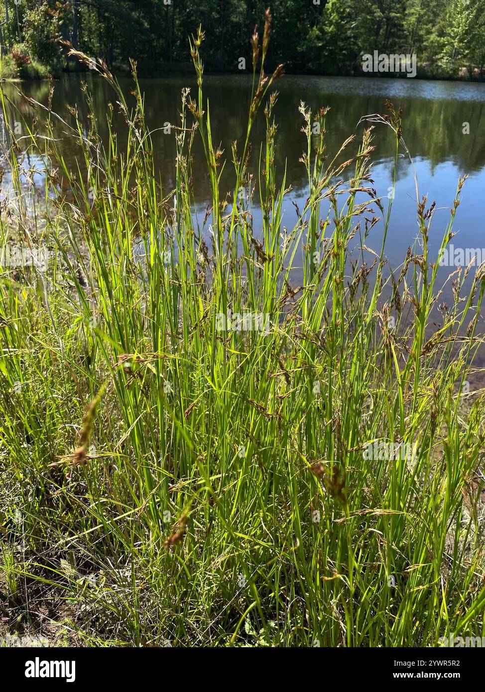 nodding beaksedge (Rhynchospora inexpansa Stock Photo - Alamy